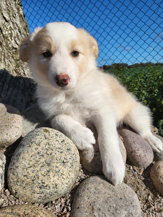 Valpar :: Ruckeltoftagard